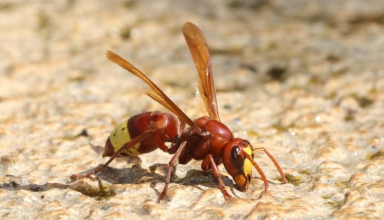 Vespa Orientalis: tutto quello che c'è da sapere Vespa Orientalis: tutto quello che c'è da sapere