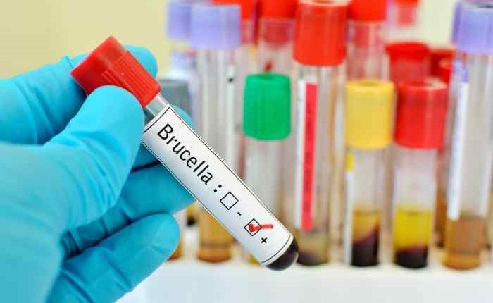 Brucellosis: what it is and what to do | Emergency Live